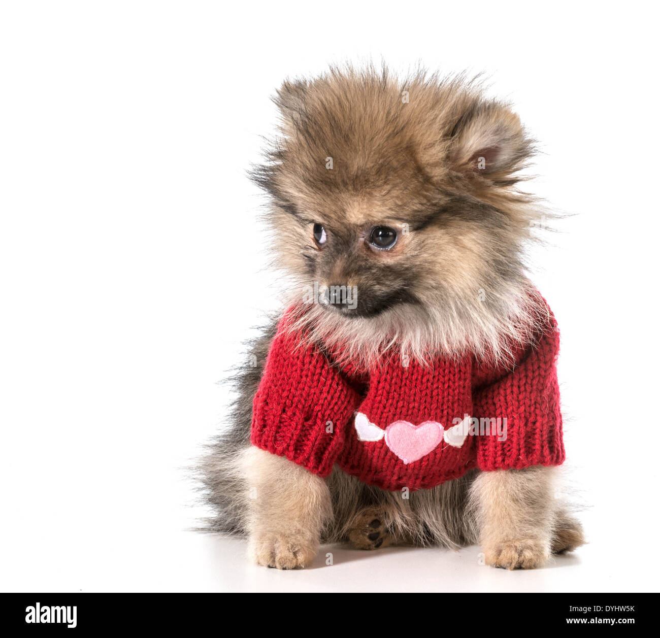 Beautiful pomeranian dog wearing red hi-res stock photography and ...
