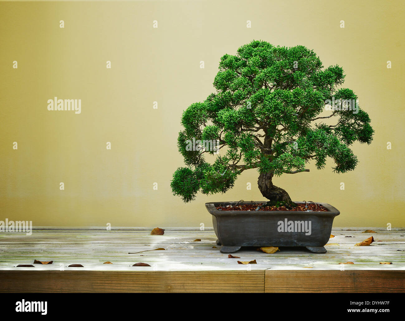 Bonsai plant on a wooden table Stock Photo - Alamy
