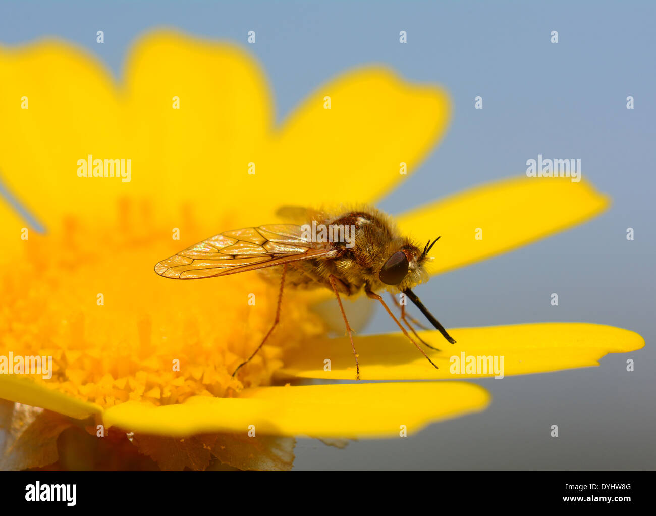 Sand fly hi-res stock photography and images - Alamy