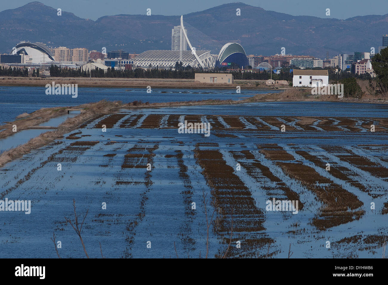 Rice fields, background City of Arts and Sciences Stock Photo - Alamy