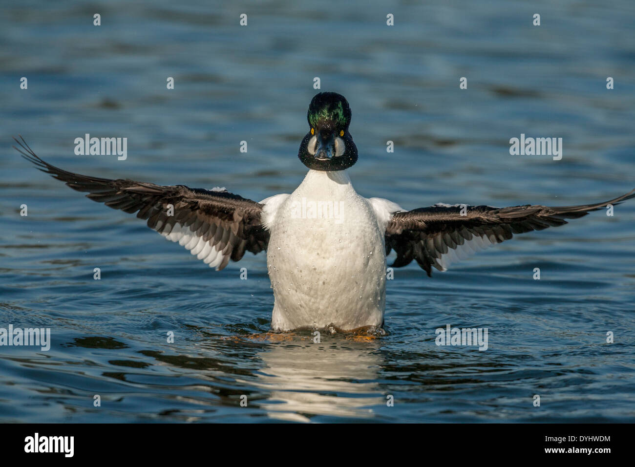 Common Goldeneye Wing