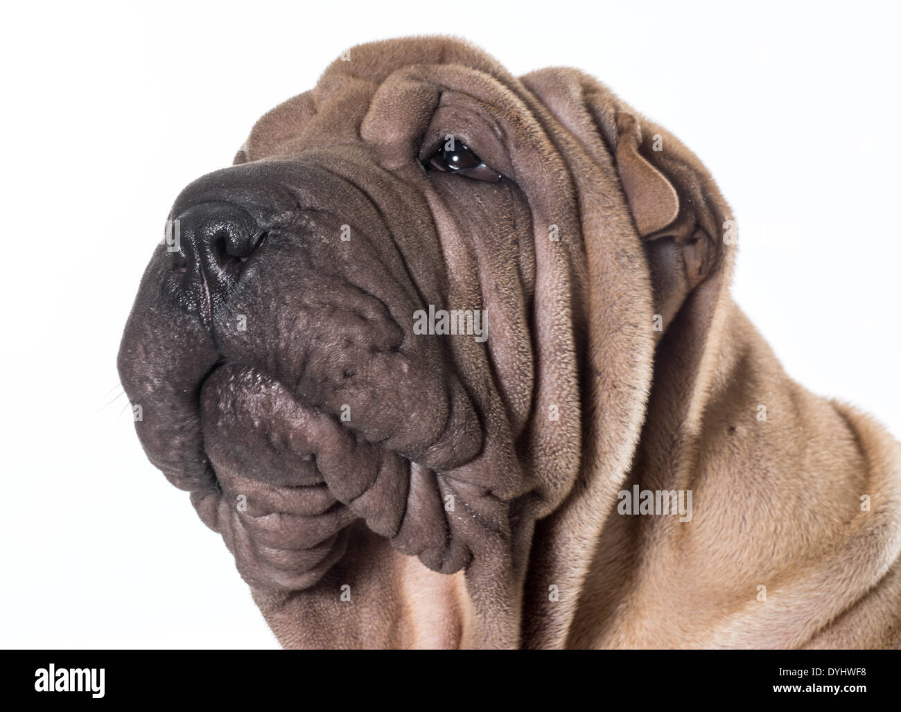 chinese shar pei head portrait isolated on white background Stock Photo ...