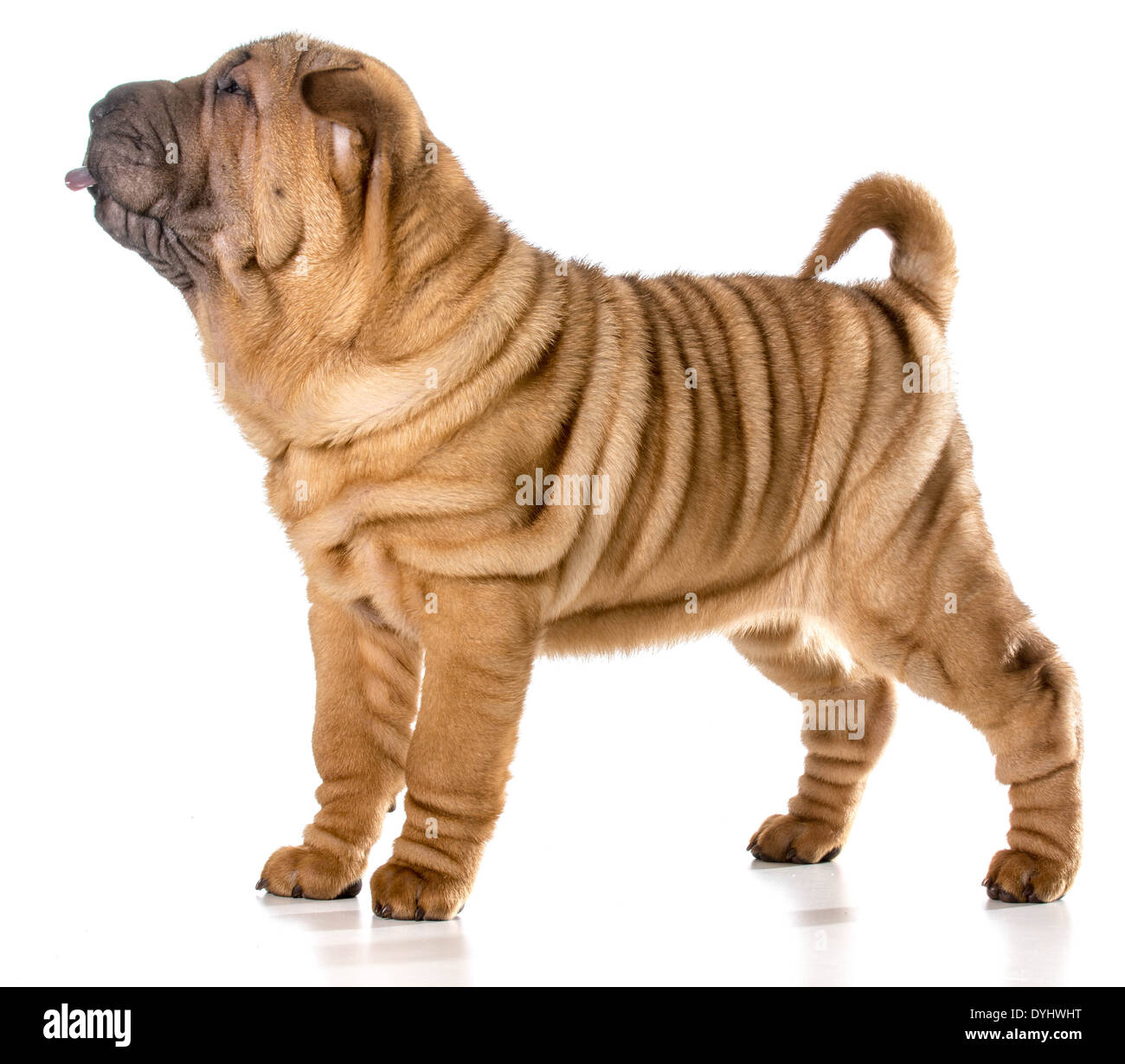 chinese shar pei puppy standing with tongue out isolated on white ...