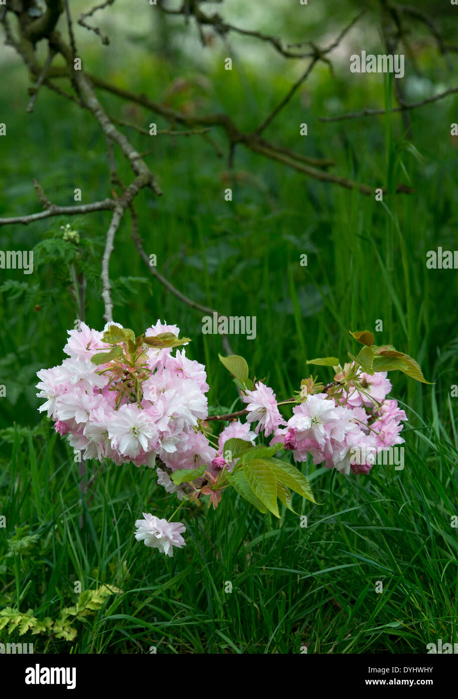 Prunus pink perfection. Cherry tree blossom Stock Photo - Alamy