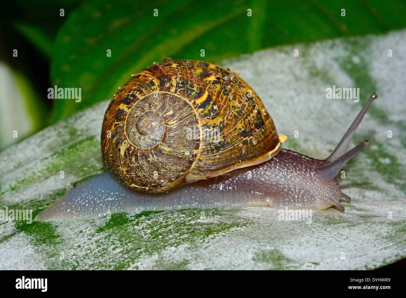 Snail moving, side view Stock Photo - Alamy