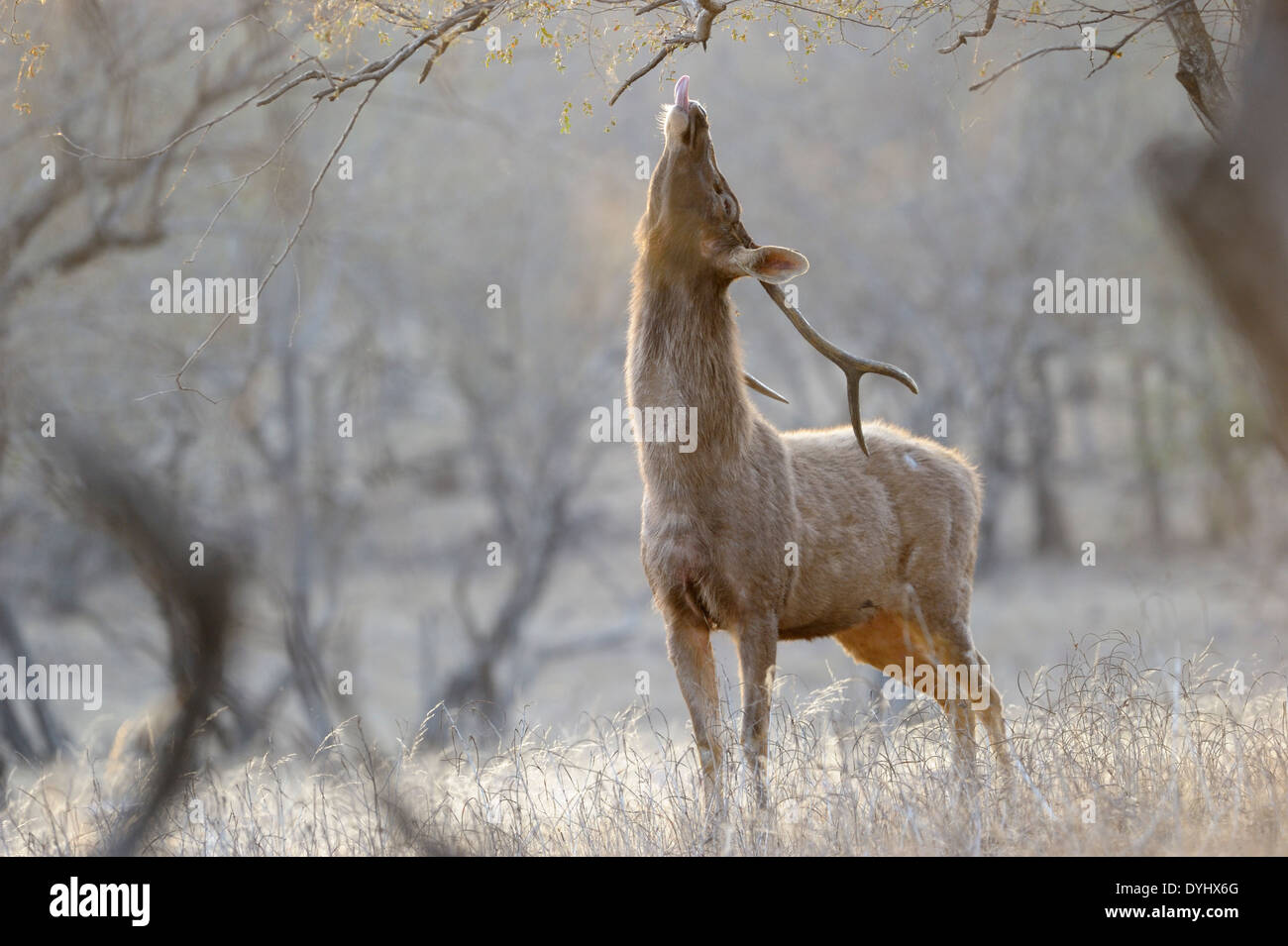 Sambar deer (Rusa unicolor) feeding from a tree Stock Photo - Alamy
