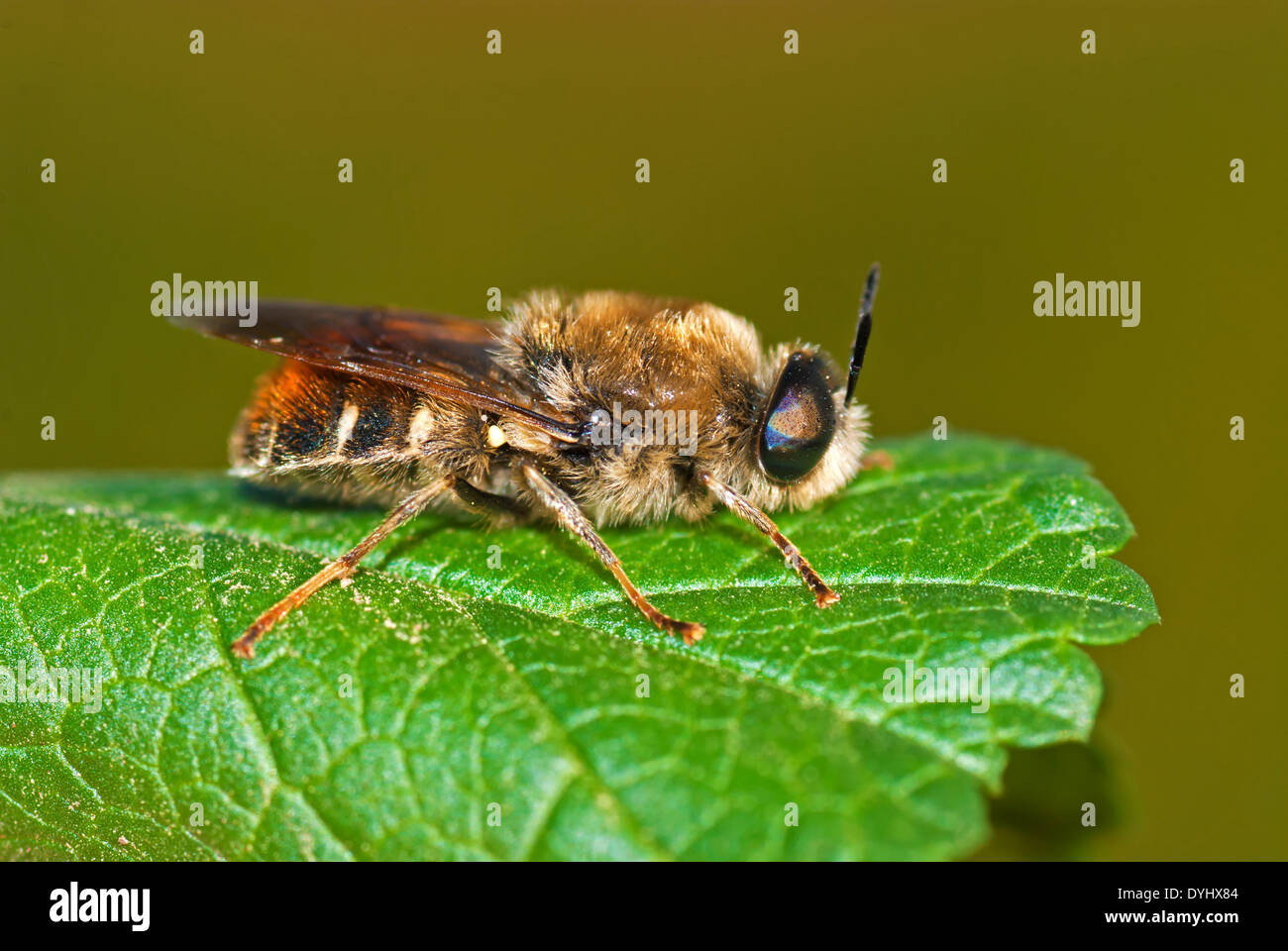 Bee side view hi-res stock photography and images - Alamy