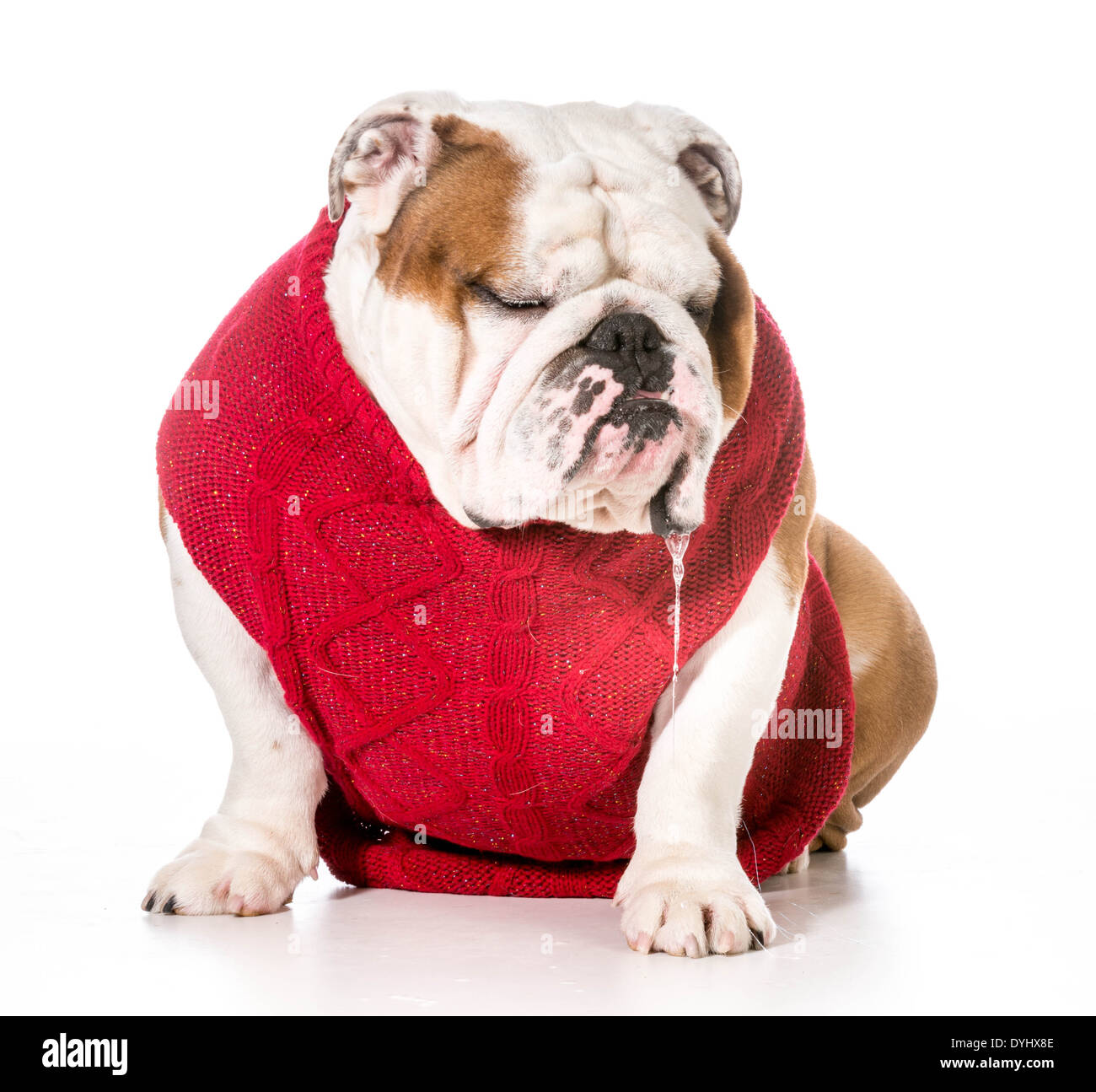 Mouth animal drool hi-res stock photography and images - Alamy