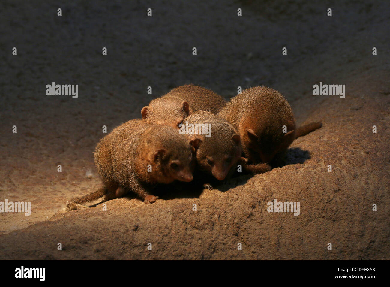 Three dwarf mongoose hi-res stock photography and images - Alamy