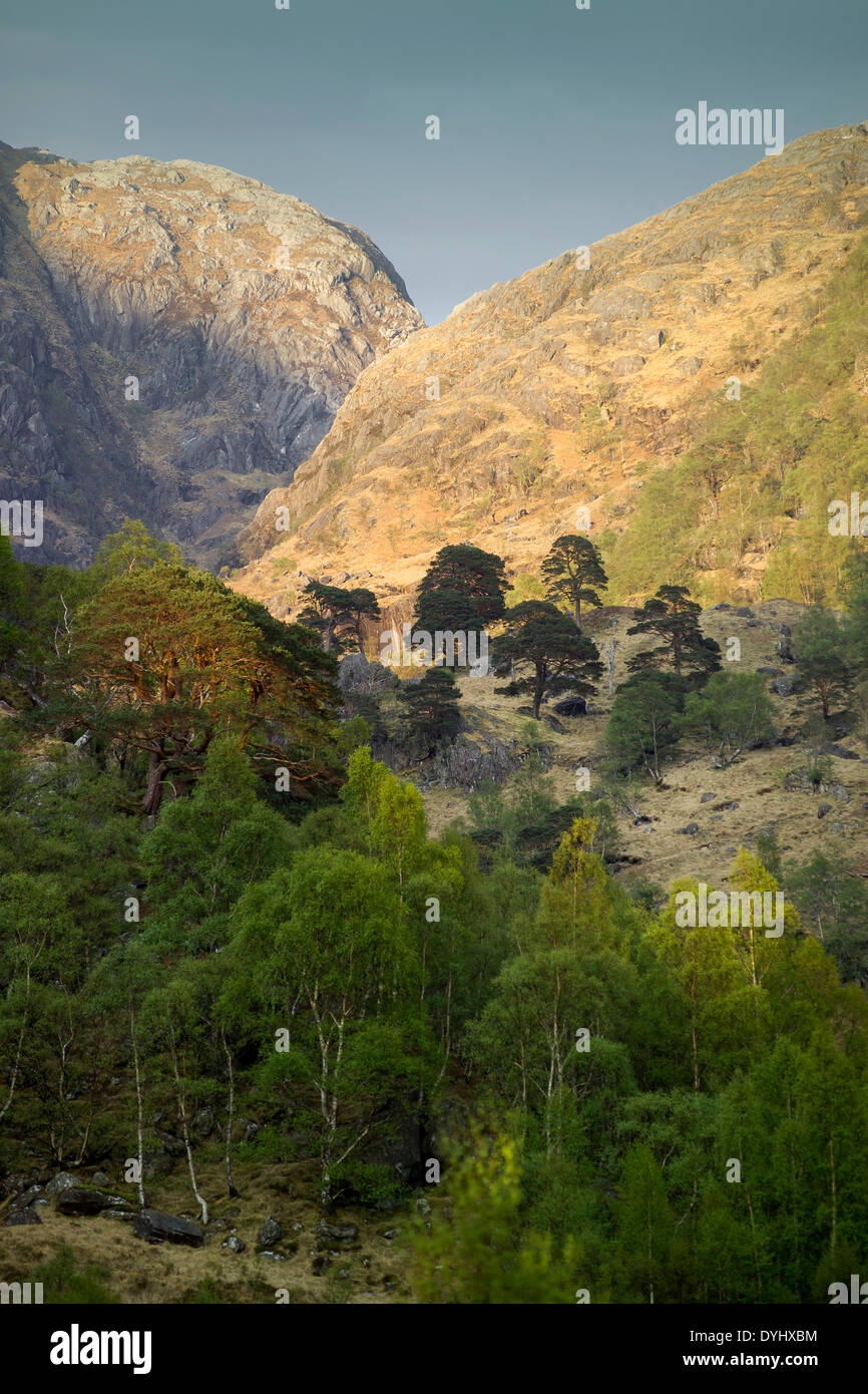 rugged tree clad glen nevis by fort william Stock Photo - Alamy