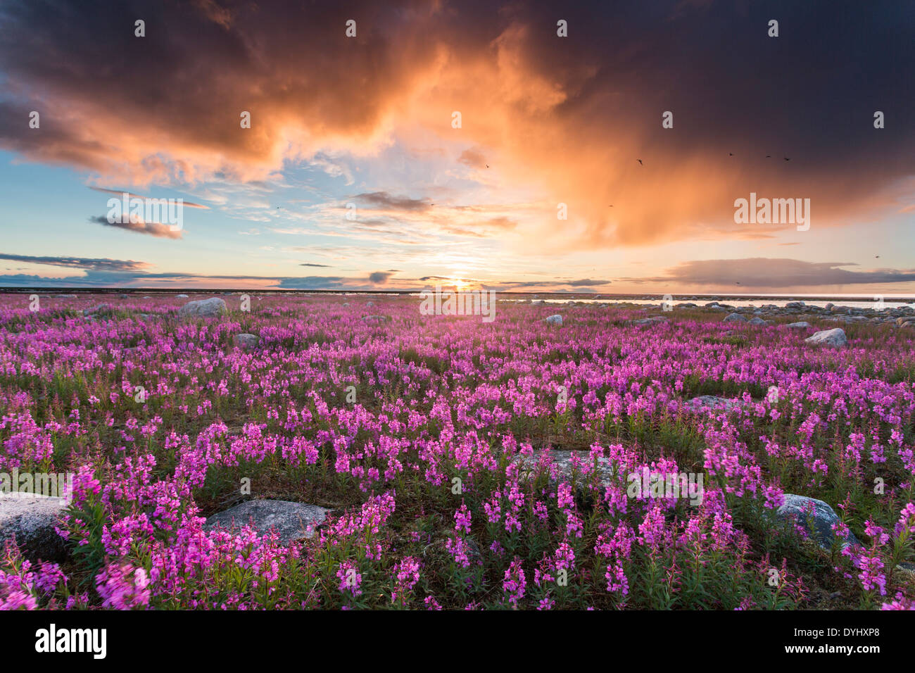 Midnight sun hi-res stock photography and images - Alamy