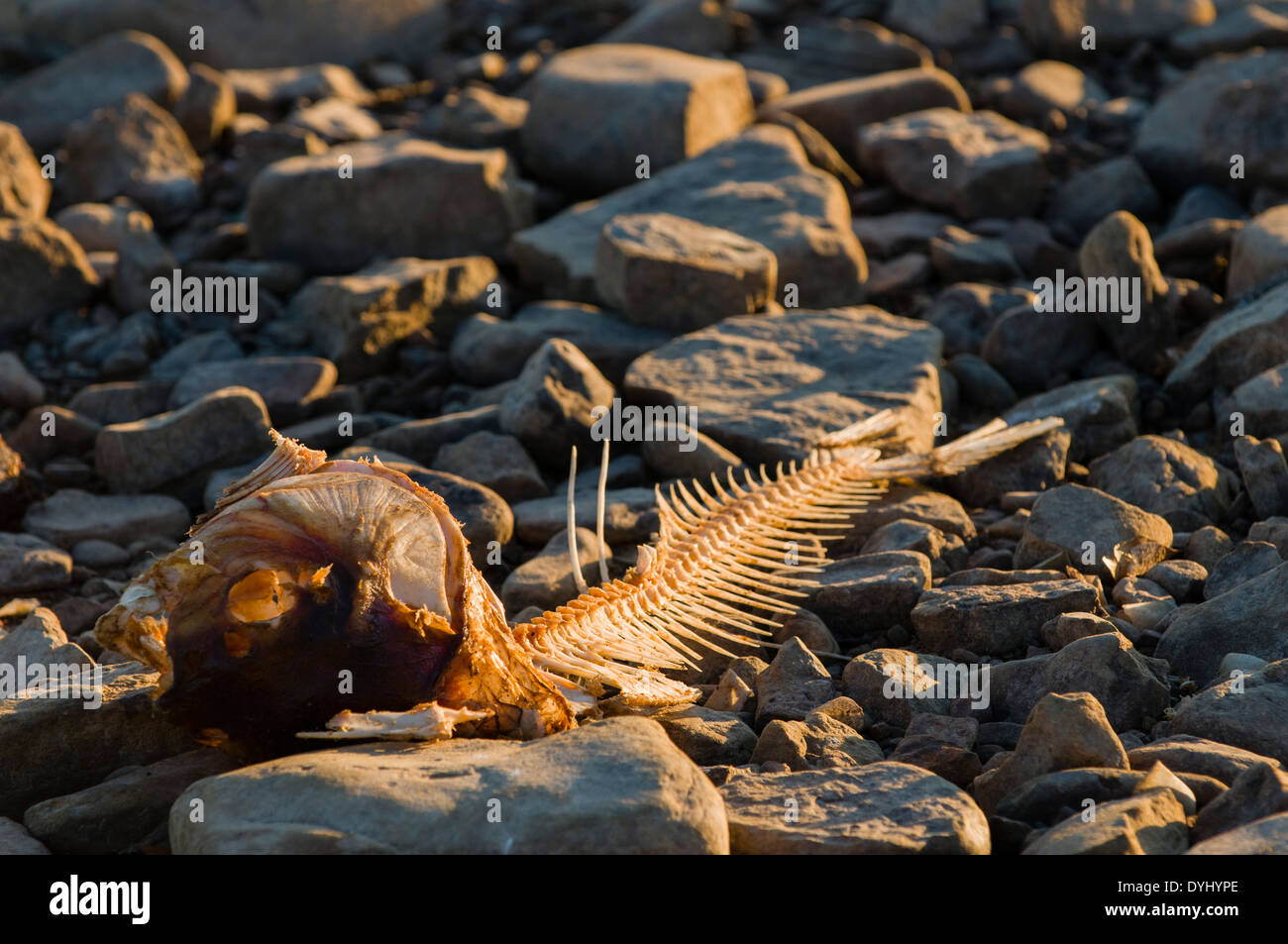 Fish skeleton hi-res stock photography and images - Alamy