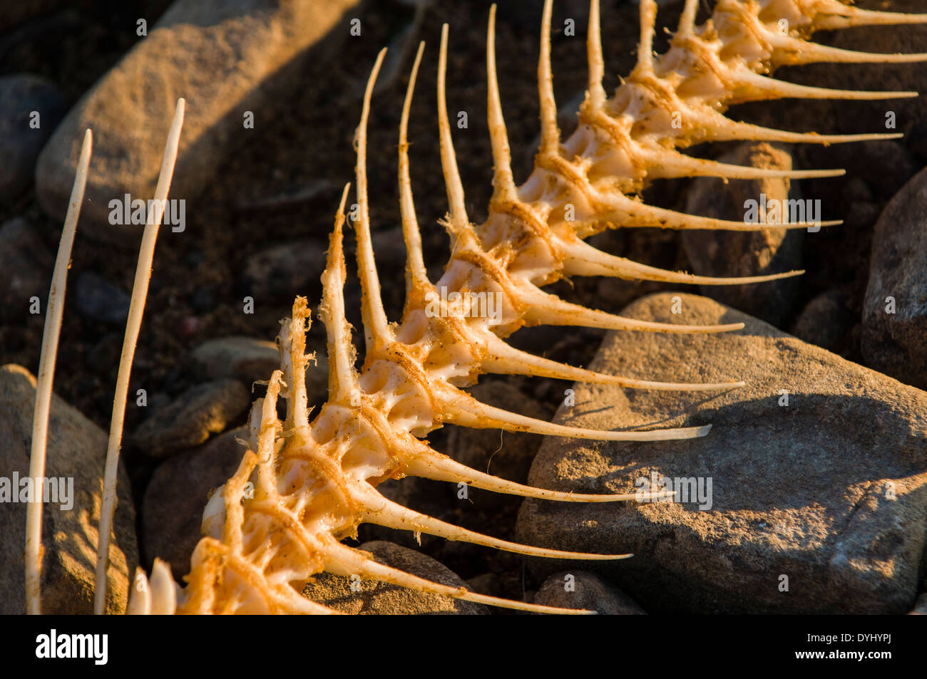 Fish skeleton hi-res stock photography and images - Alamy