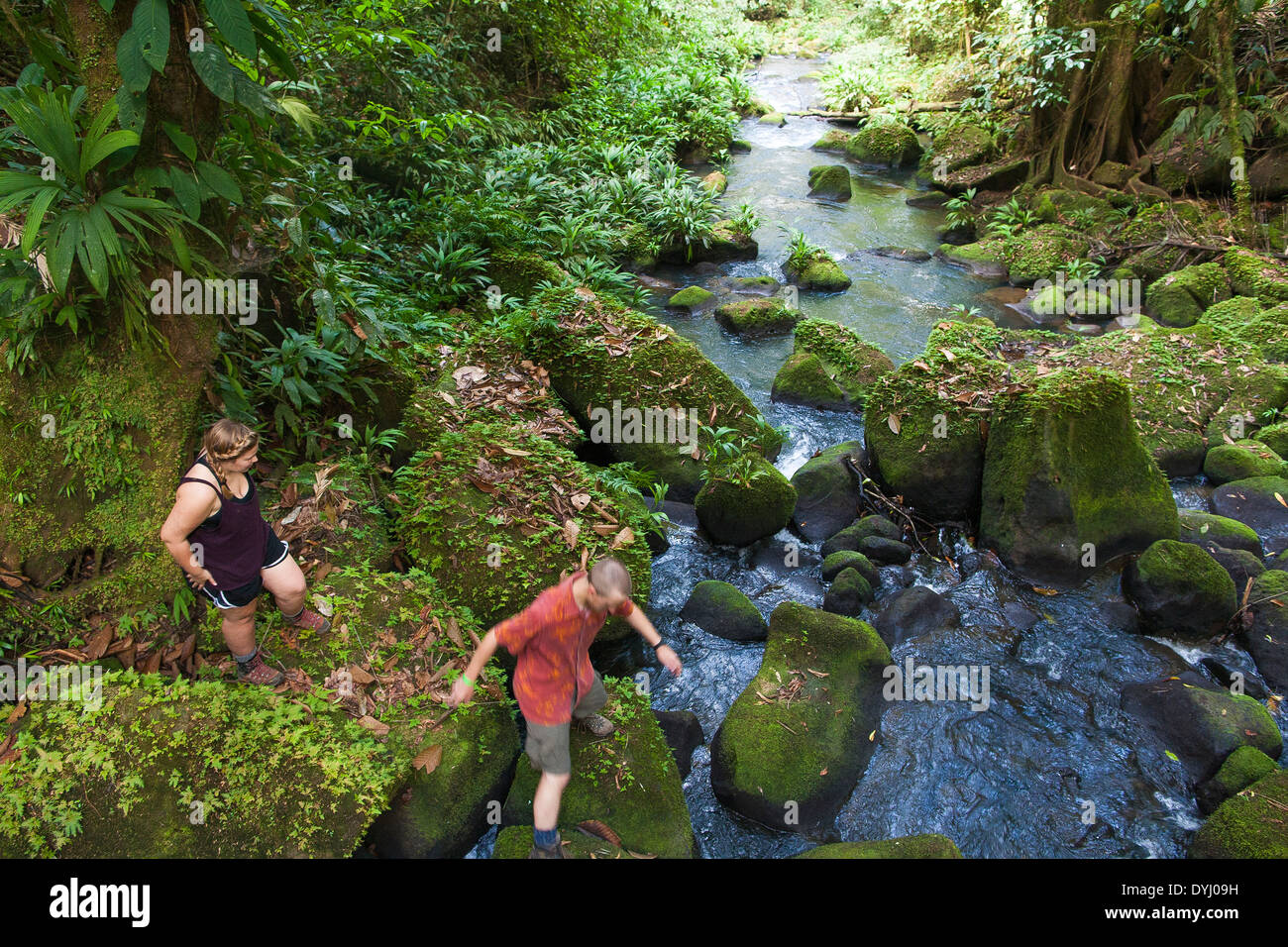 Student researchers climb on moss covered rocks in a river at La Selva ...