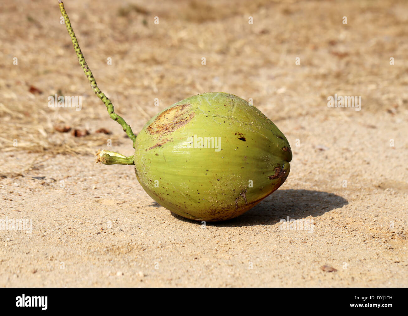 Green colour coconut hi-res stock photography and images - Alamy