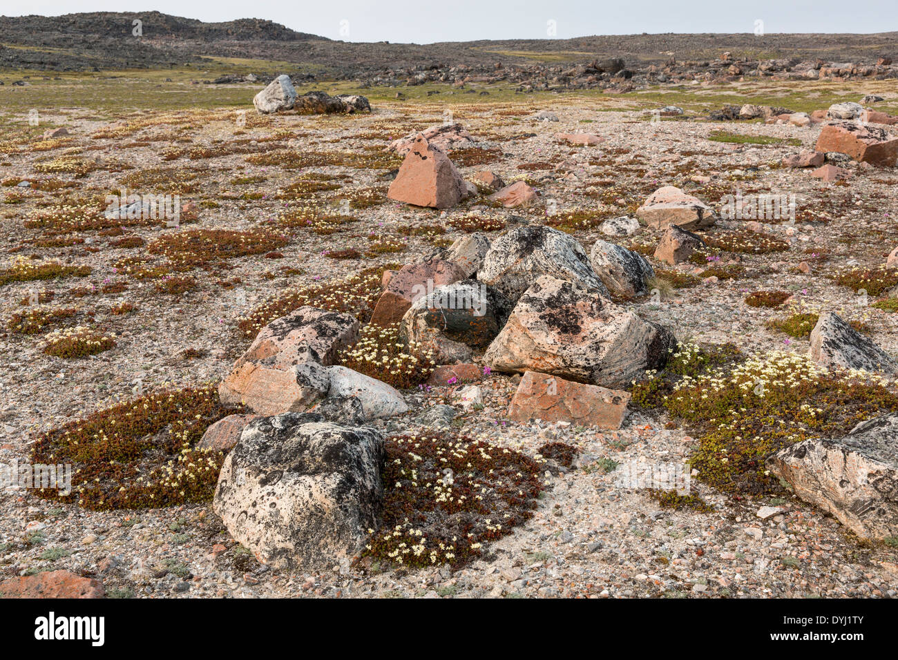 Nunavut Tundra Summer High Resolution Stock Photography and Images - Alamy