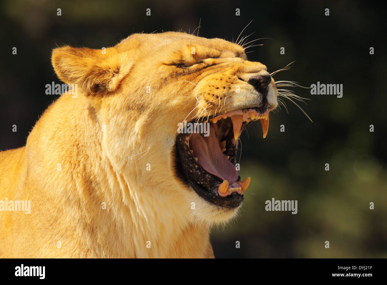 A female African Lion giving a fierce growl Stock Photo - Alamy