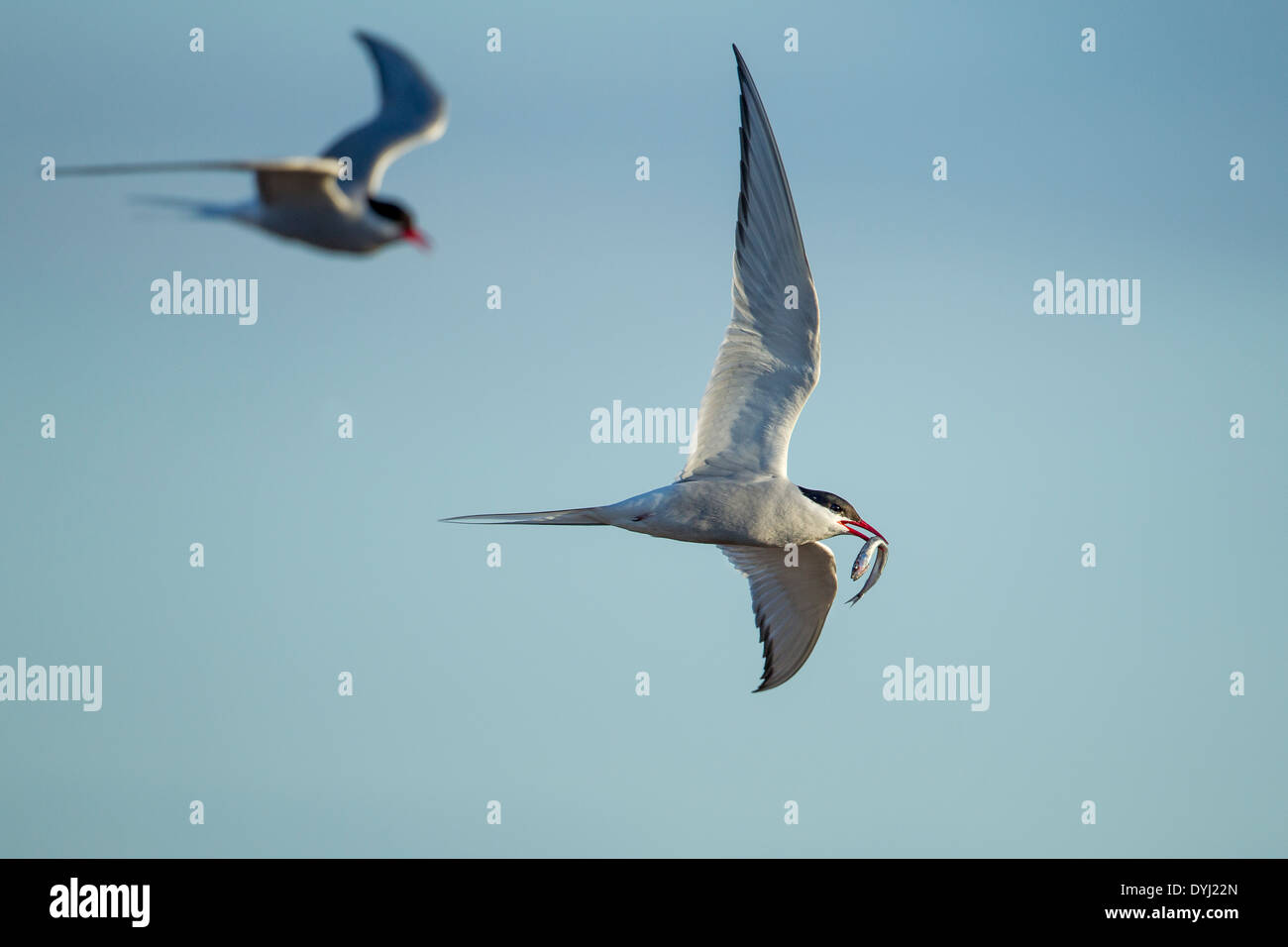 Canada, Manitoba, Arctic Terns (Sterna paradisaea) at Hubbart Point ...