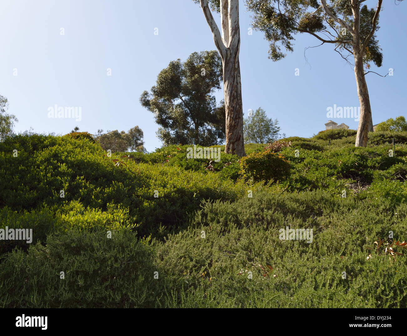 Hillside Trees Shrubs Stock Photo - Alamy