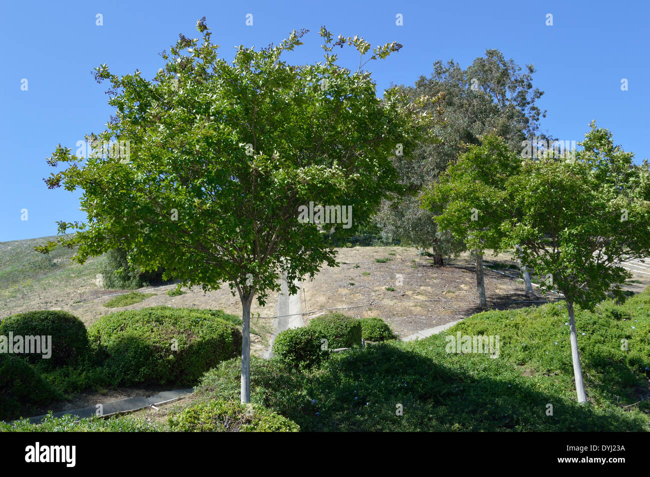 Trees and Bushes on Hillside Stock Photo - Alamy