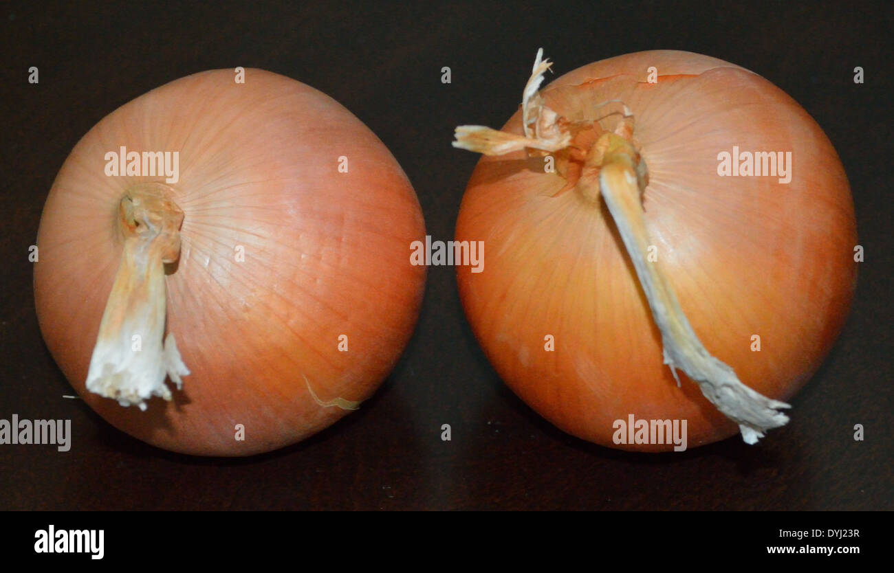 Two large onions hi-res stock photography and images - Alamy