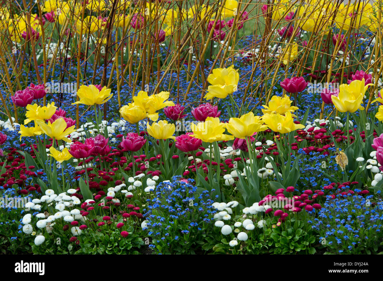 Spring Flower bed Display at RHS Wisley Gardens, Surrey England Stock ...
