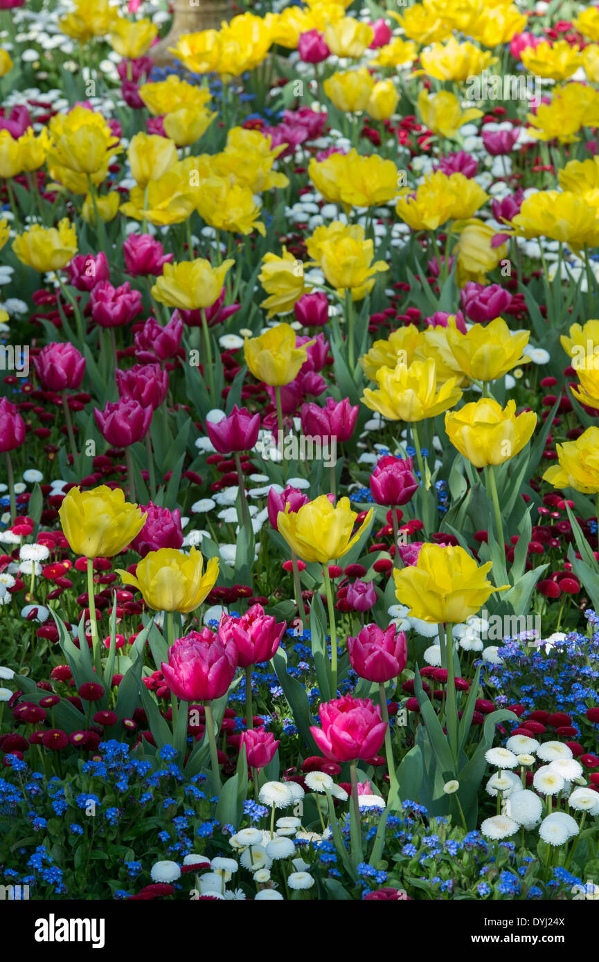 Spring Flower bed Display at RHS Wisley Gardens, Surrey England Stock ...