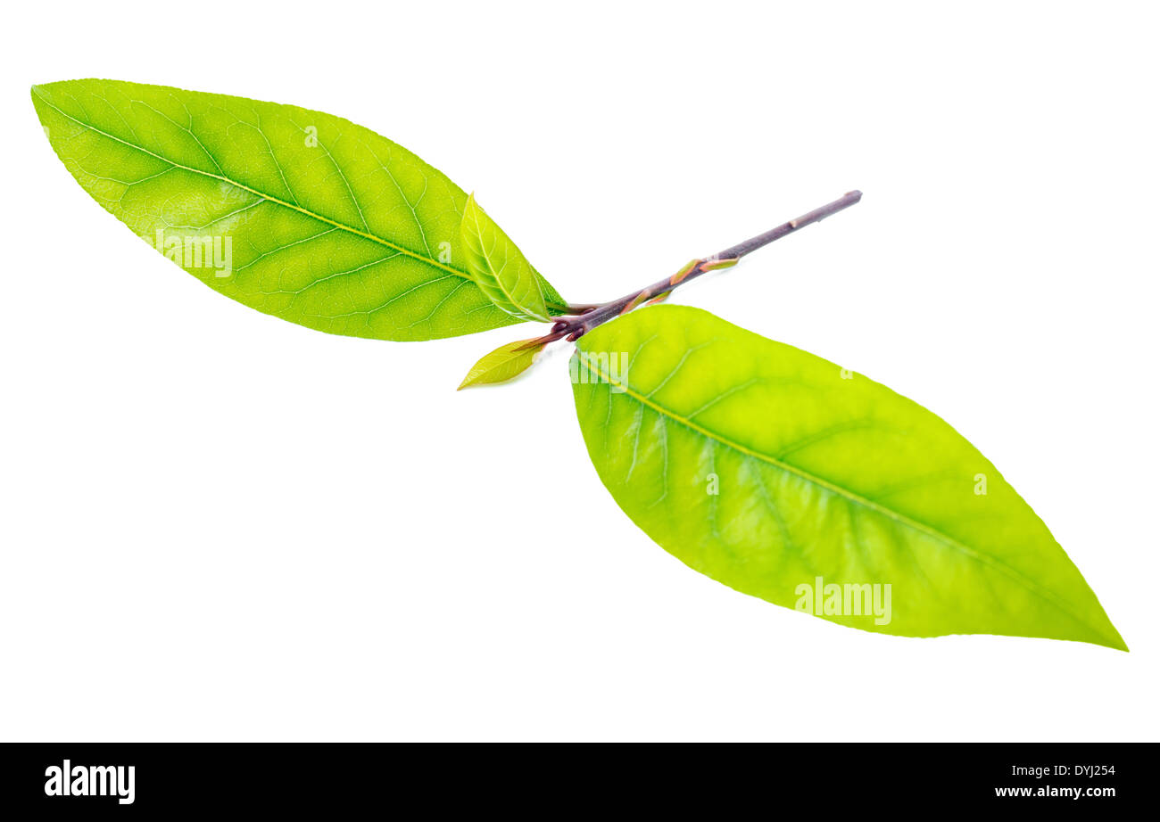 fresh branch bay laurel leaves is isolated on the white background ...