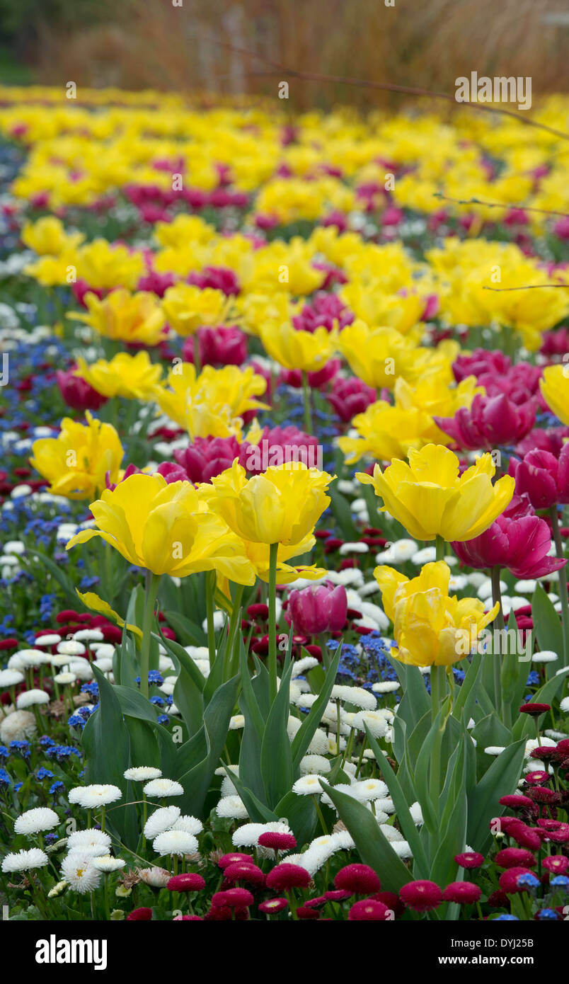Spring Flower bed Display at RHS Wisley Gardens, Surrey England Stock ...