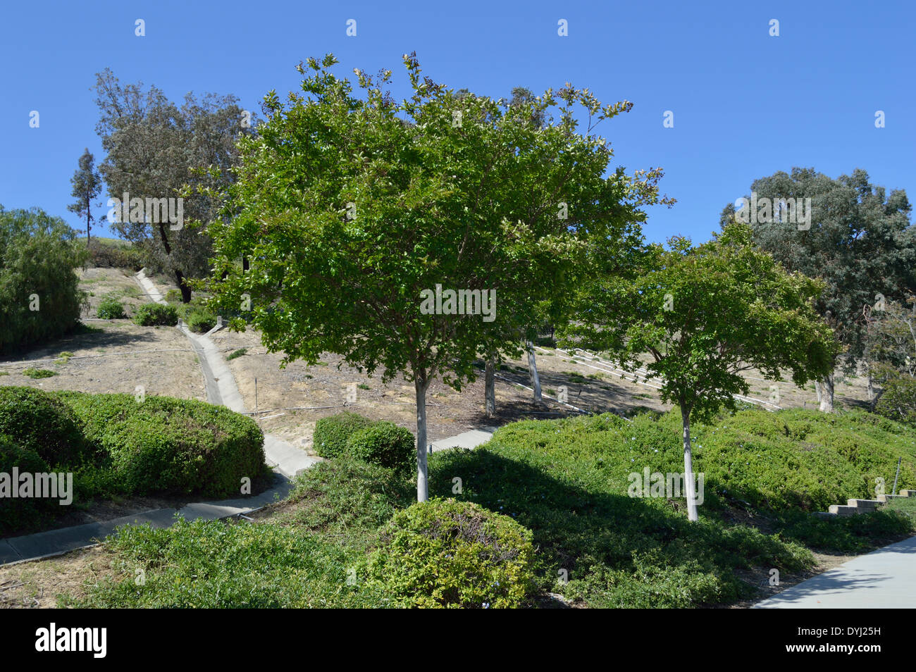 Trees and Bushes on Hillside Stock Photo - Alamy