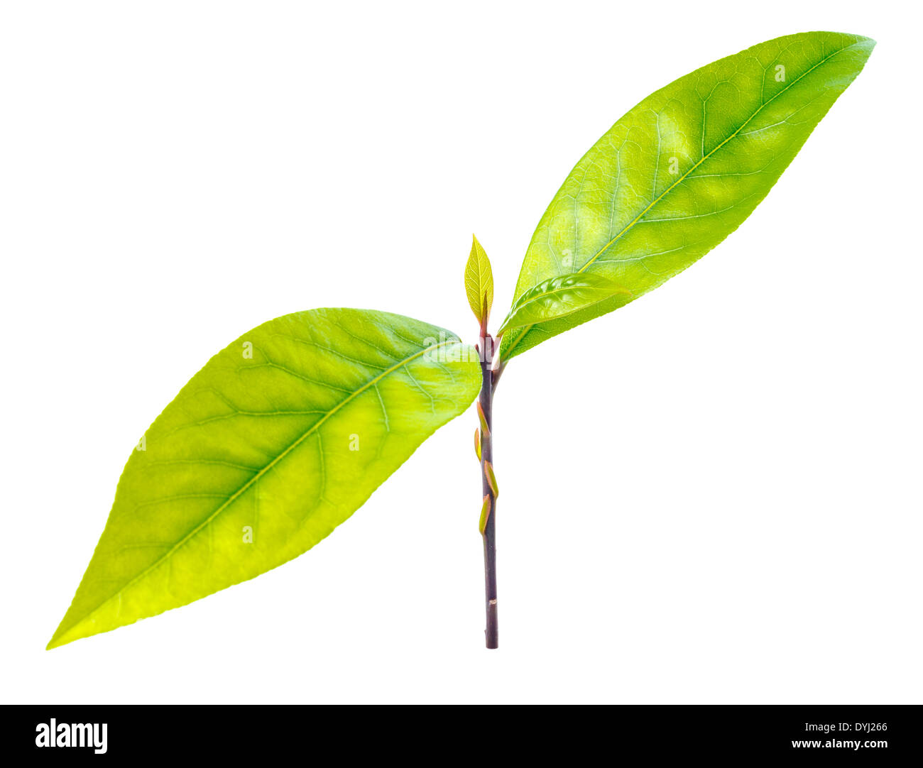 branch fresh bay laurel leaves isolated on the white background Stock ...