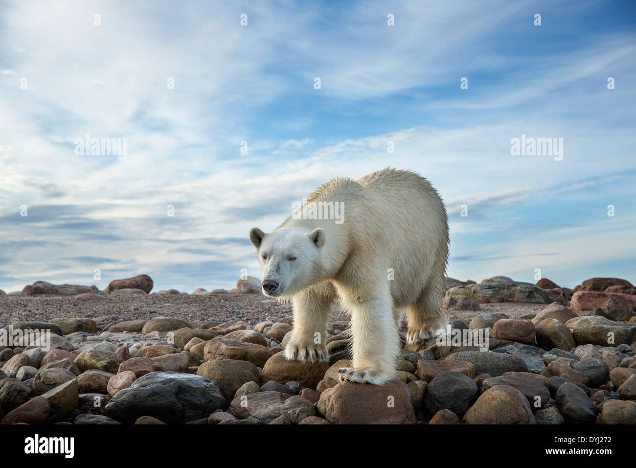 Canada, Nunavut Territory, Arviat, Polar Bear (Ursus maritimus) walking ...