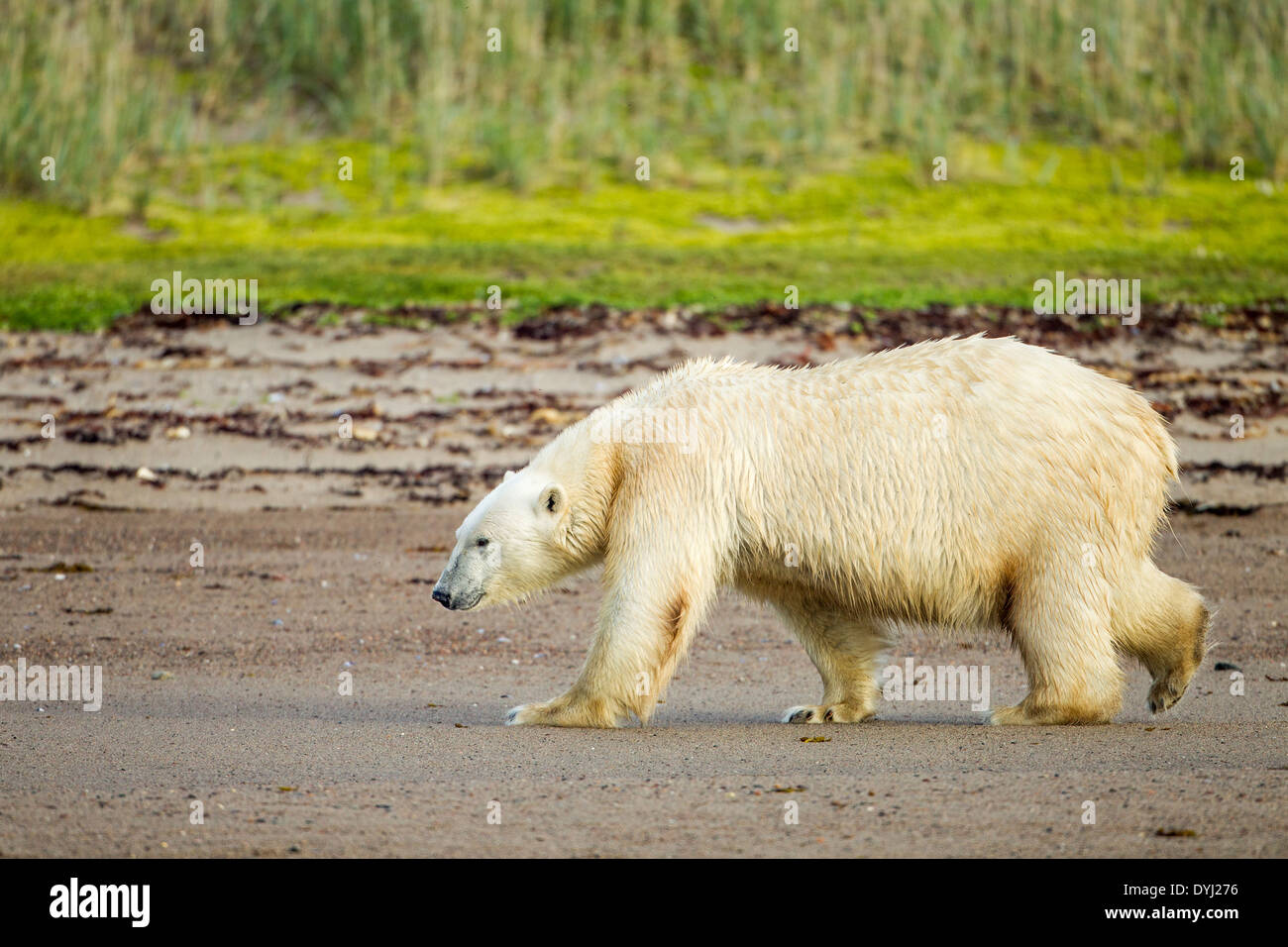 Canada, Nunavut Territory, Arviat, Polar Bear (Ursus maritimus) walking ...