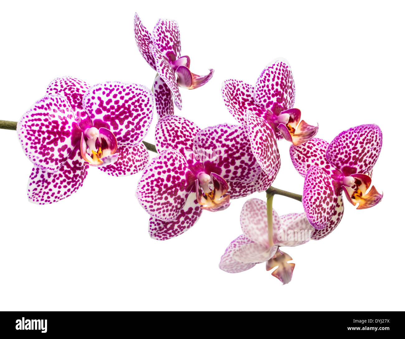 Spotty Coloring High Resolution Stock Photography and Images - Alamy