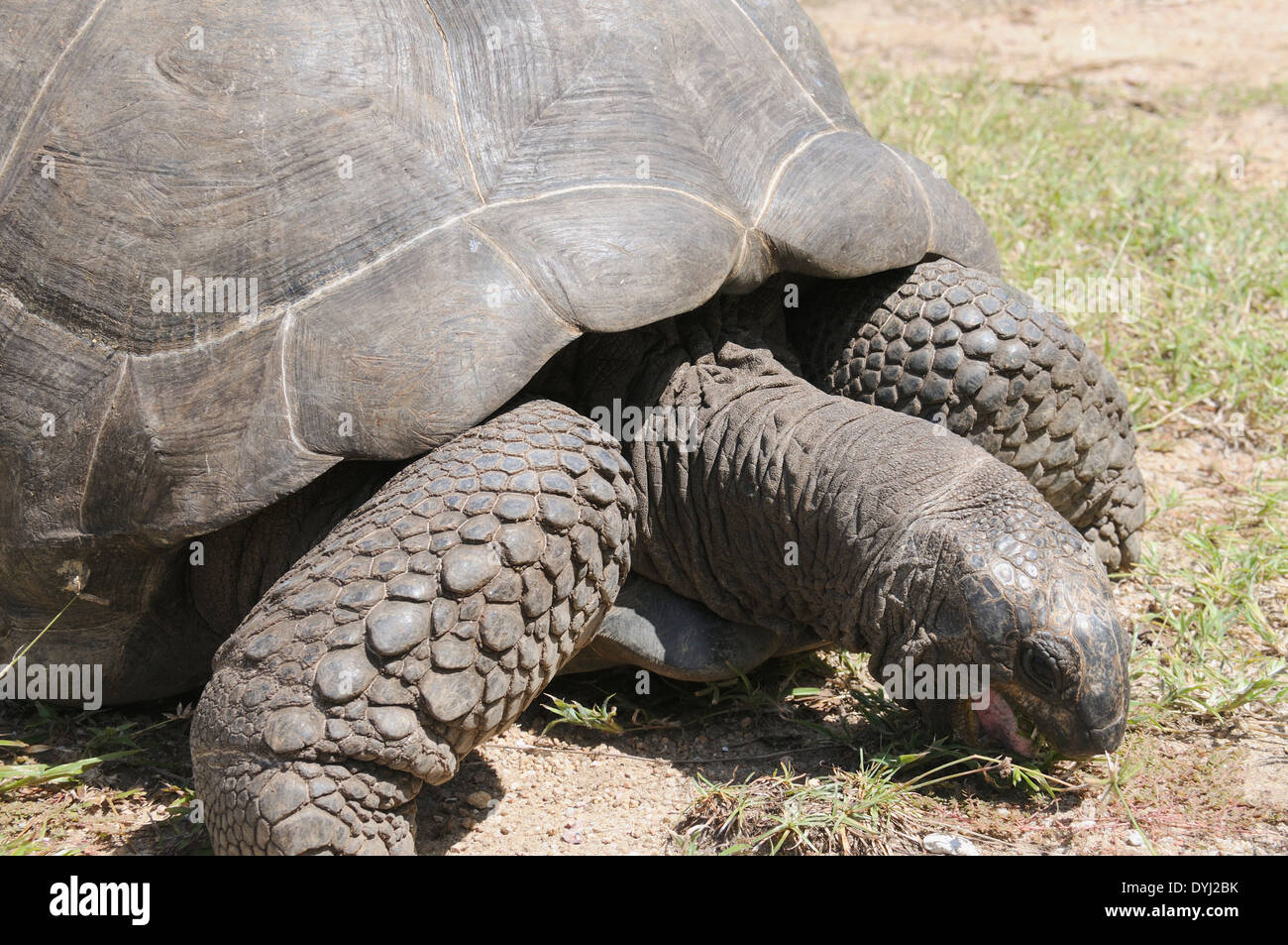 Giant Seychelles Land Tortoise (Dipsochelys hololissa) along Road by ...
