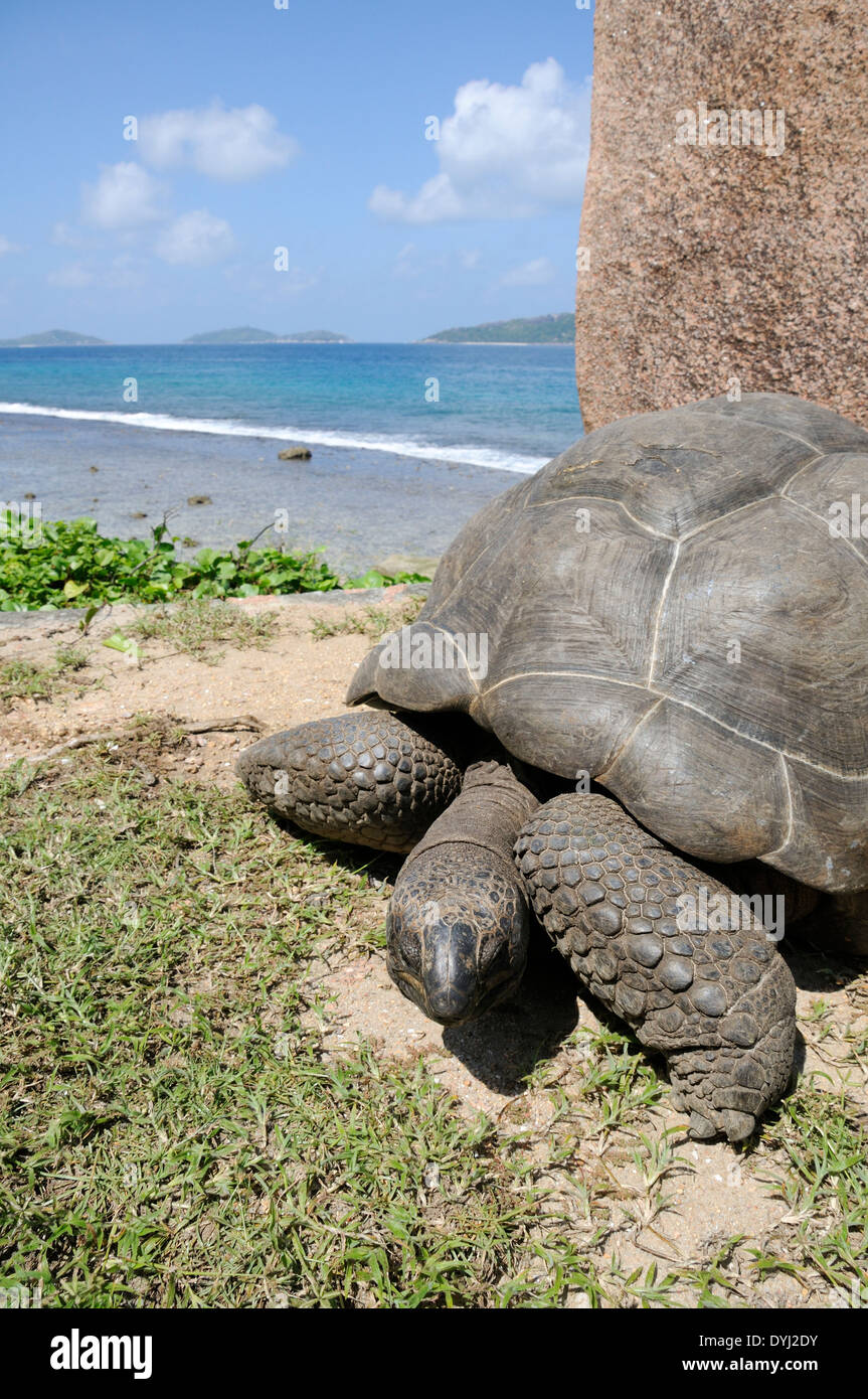 Seychelles tortoise beach hi-res stock photography and images - Alamy