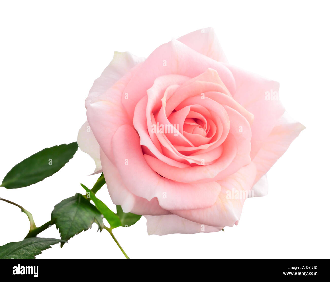gentle pink rose flower isolated on white background, closeup Stock ...