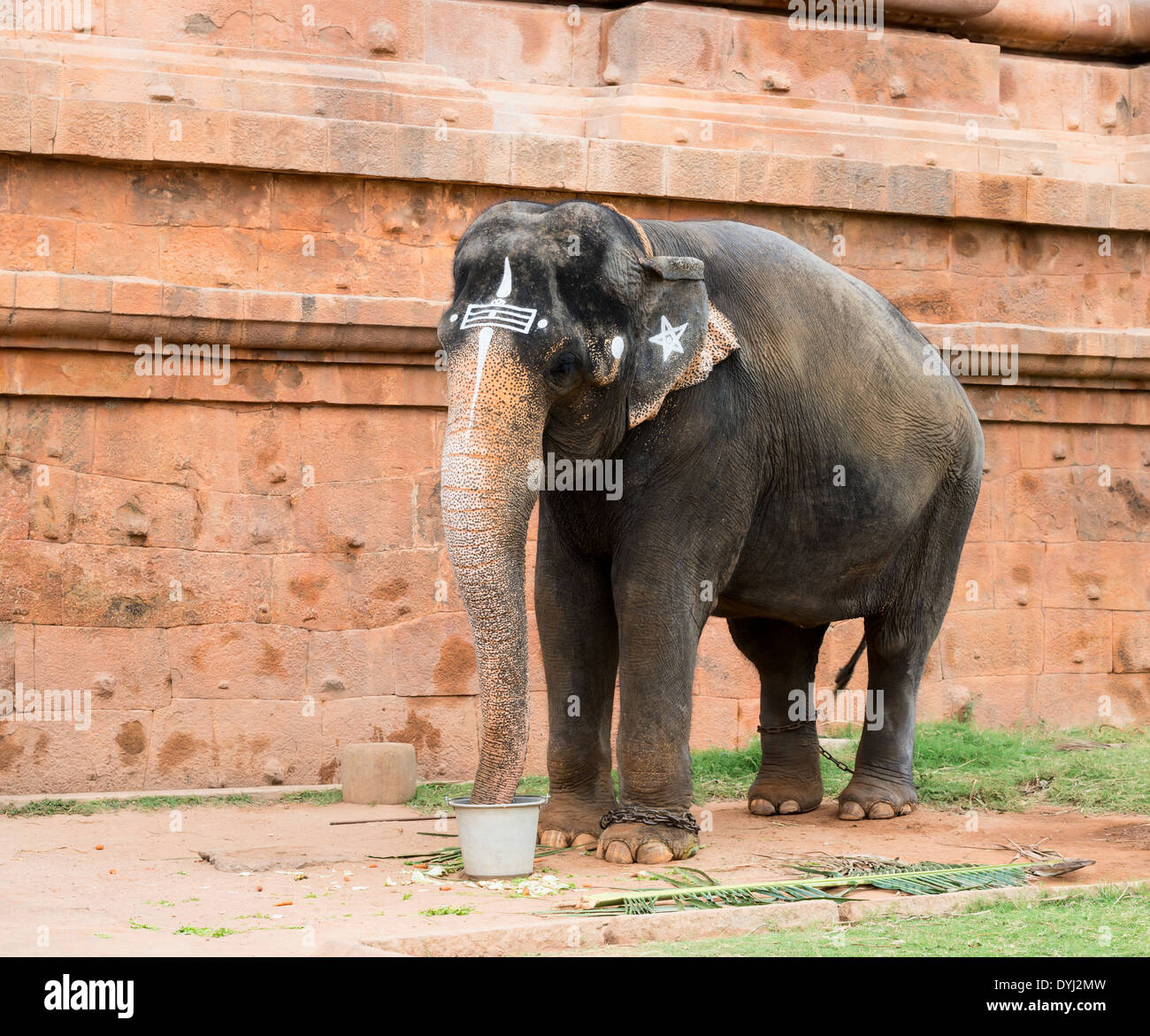 sacred elephant drink from a bucket in Hindu temple Brihadishwara ...