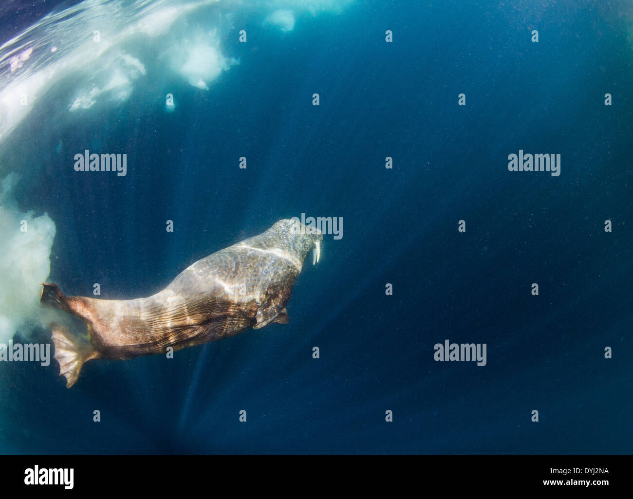 Canada, Nunavut Territory, Underwater view of Walrus (Odobenus rosmarus ...