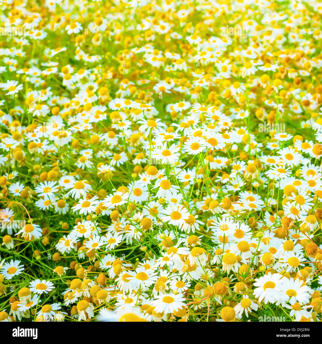 Field of chamomiles hi-res stock photography and images - Alamy