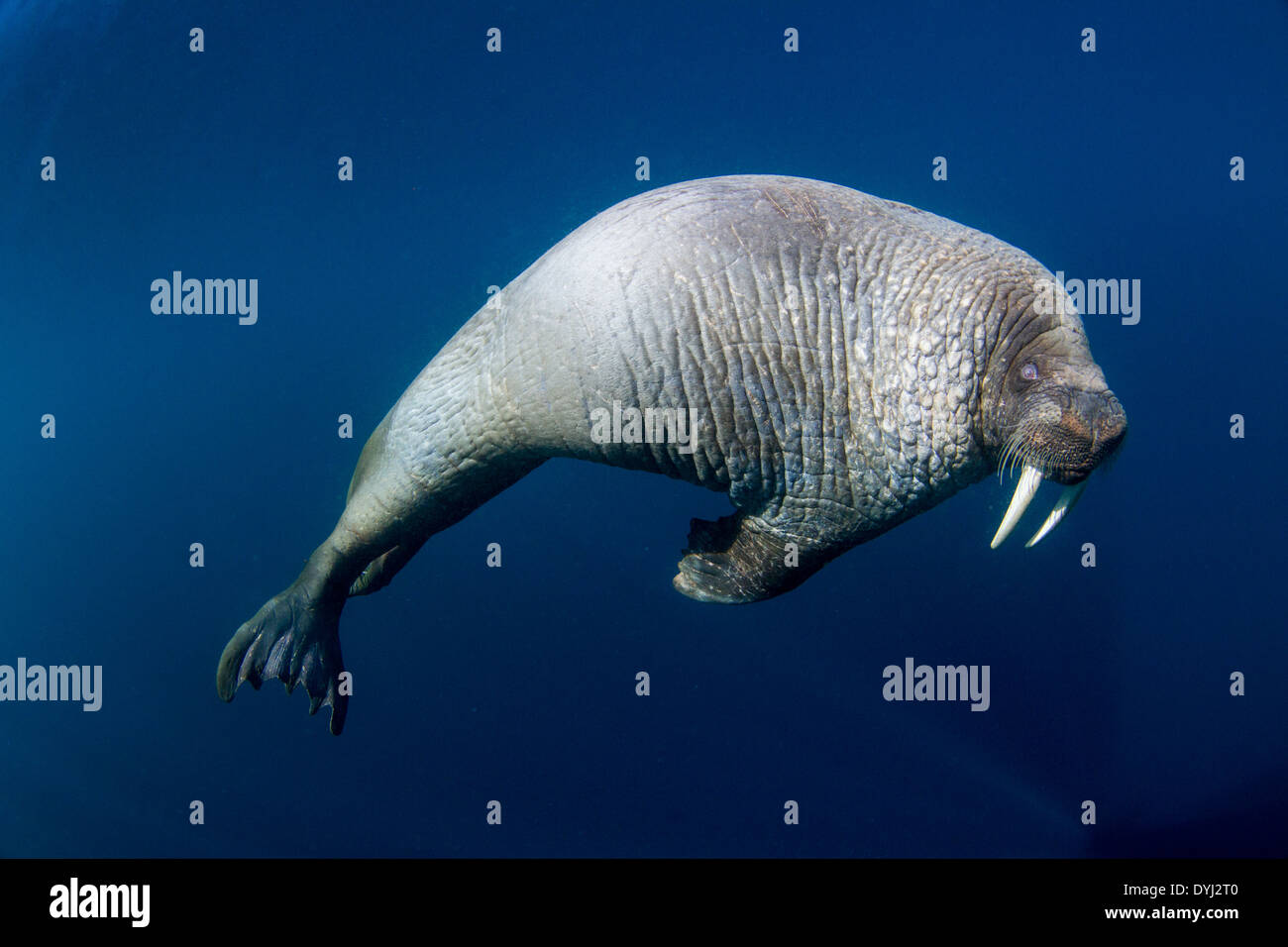 Walrus swimming hi-res stock photography and images - Alamy