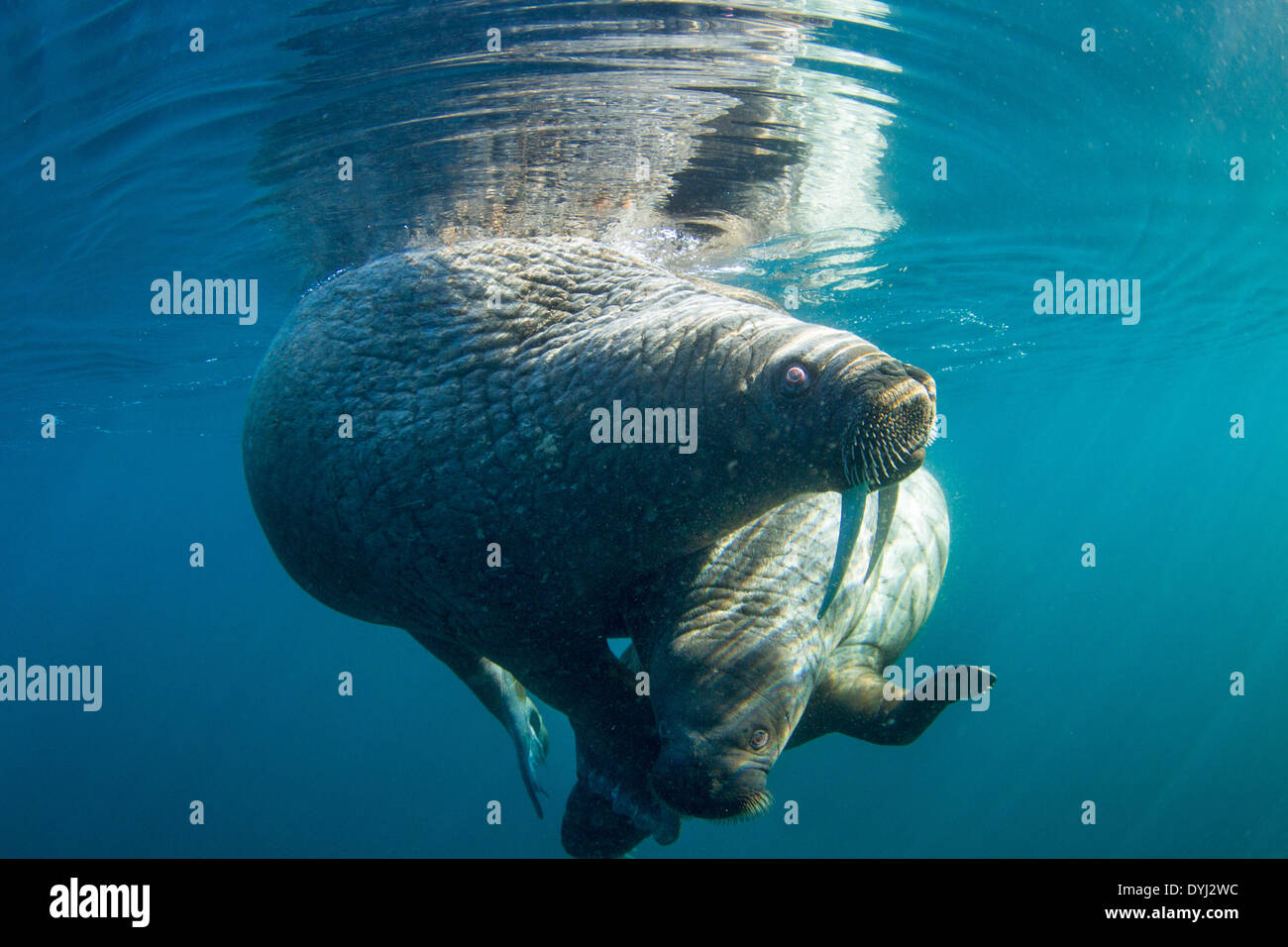 Walrus calf hi-res stock photography and images - Alamy