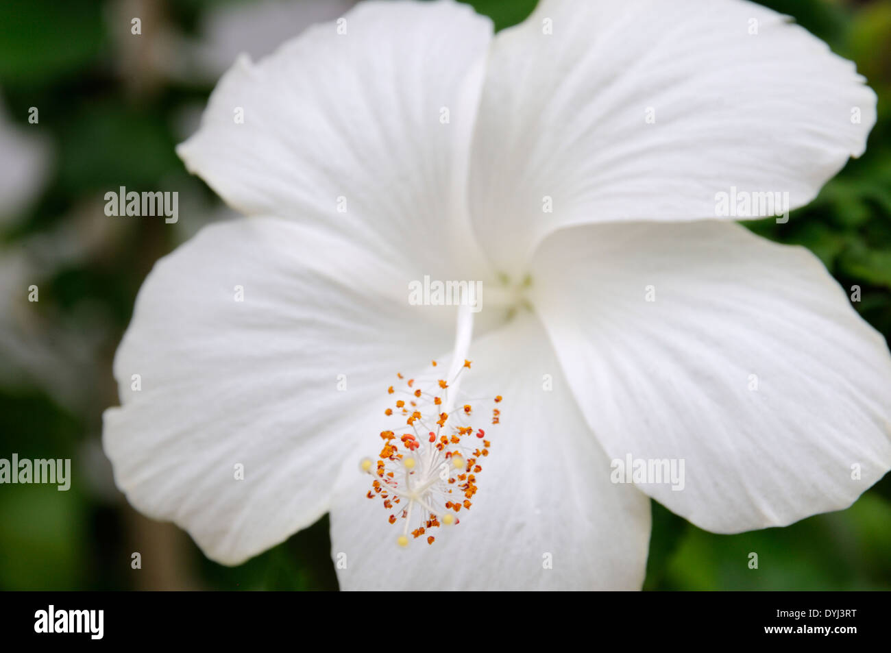 Seychelles flower hi-res stock photography and images - Alamy
