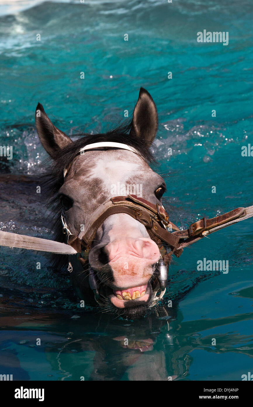 Mark johnston horse hi-res stock photography and images - Alamy