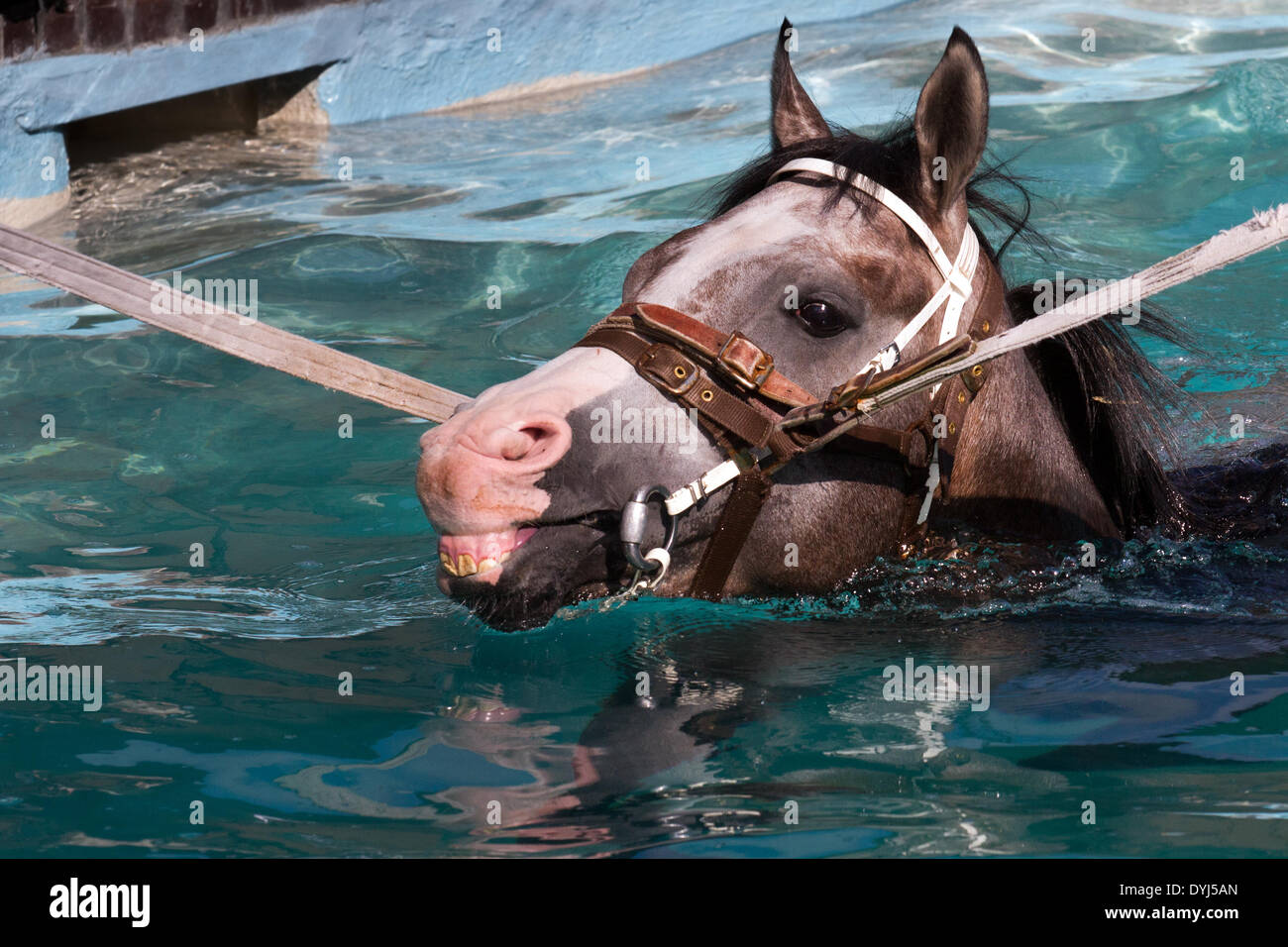 Mark johnston horse hi-res stock photography and images - Alamy
