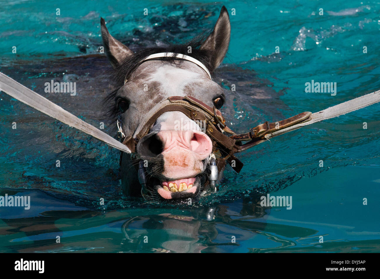 Mark johnston horse hi-res stock photography and images - Alamy