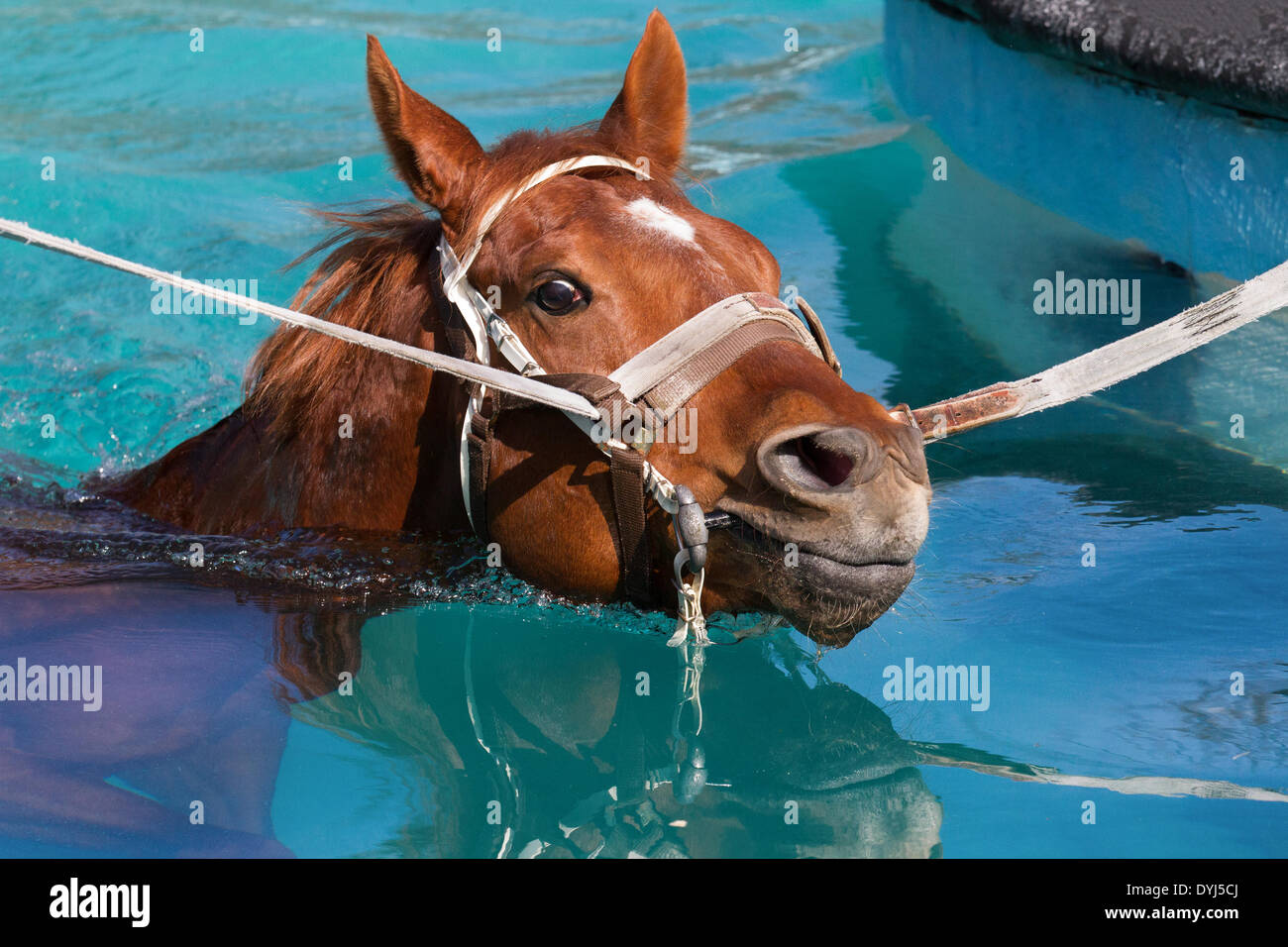 Horse swimming pool hi-res stock photography and images - Alamy