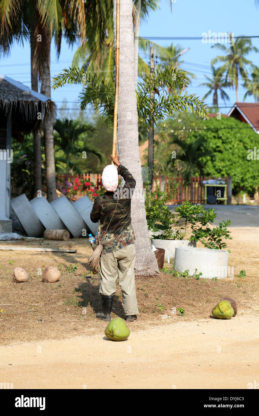 Knocking nuts hi-res stock photography and images - Alamy