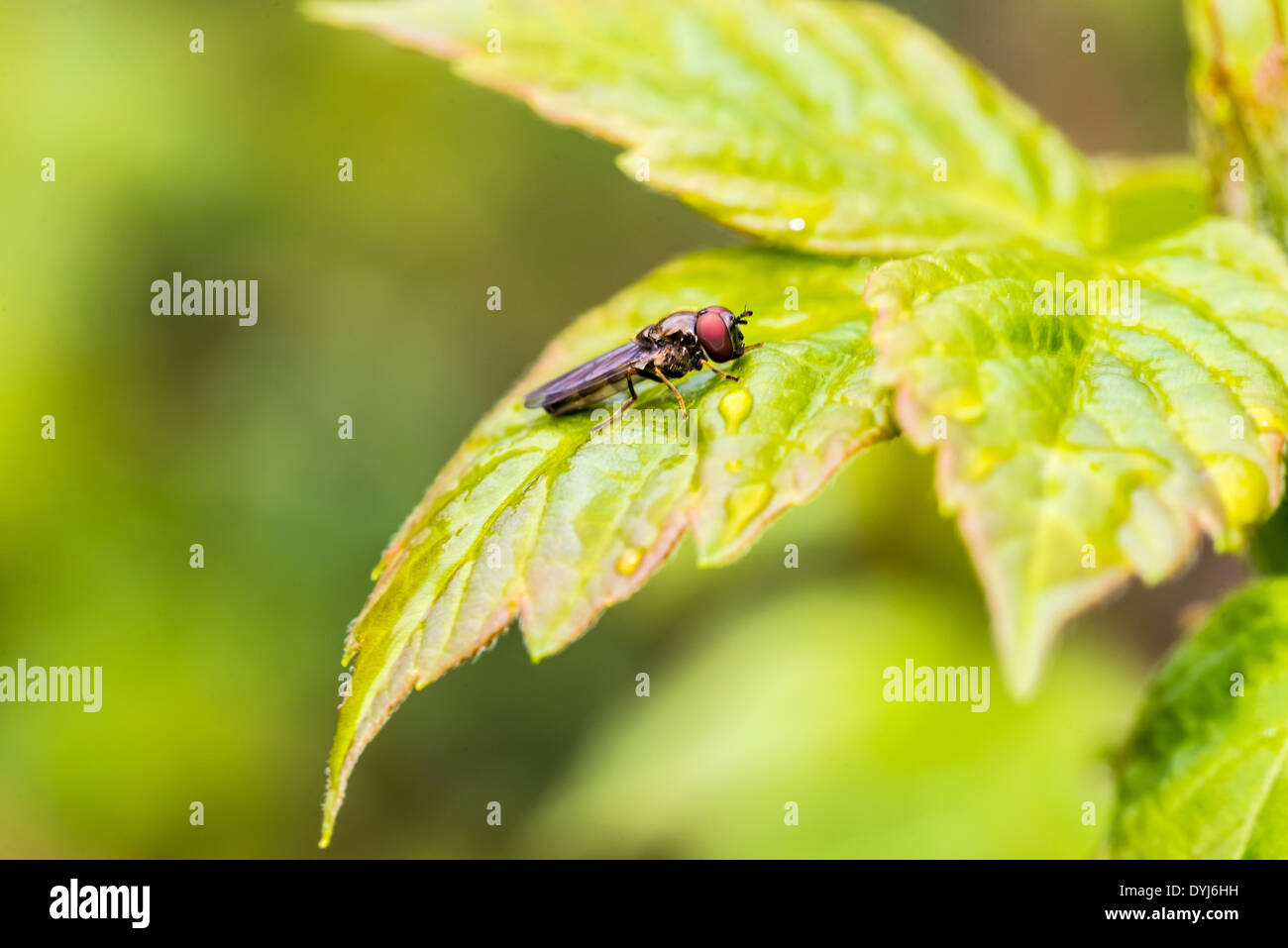 Spring insect hi-res stock photography and images - Alamy