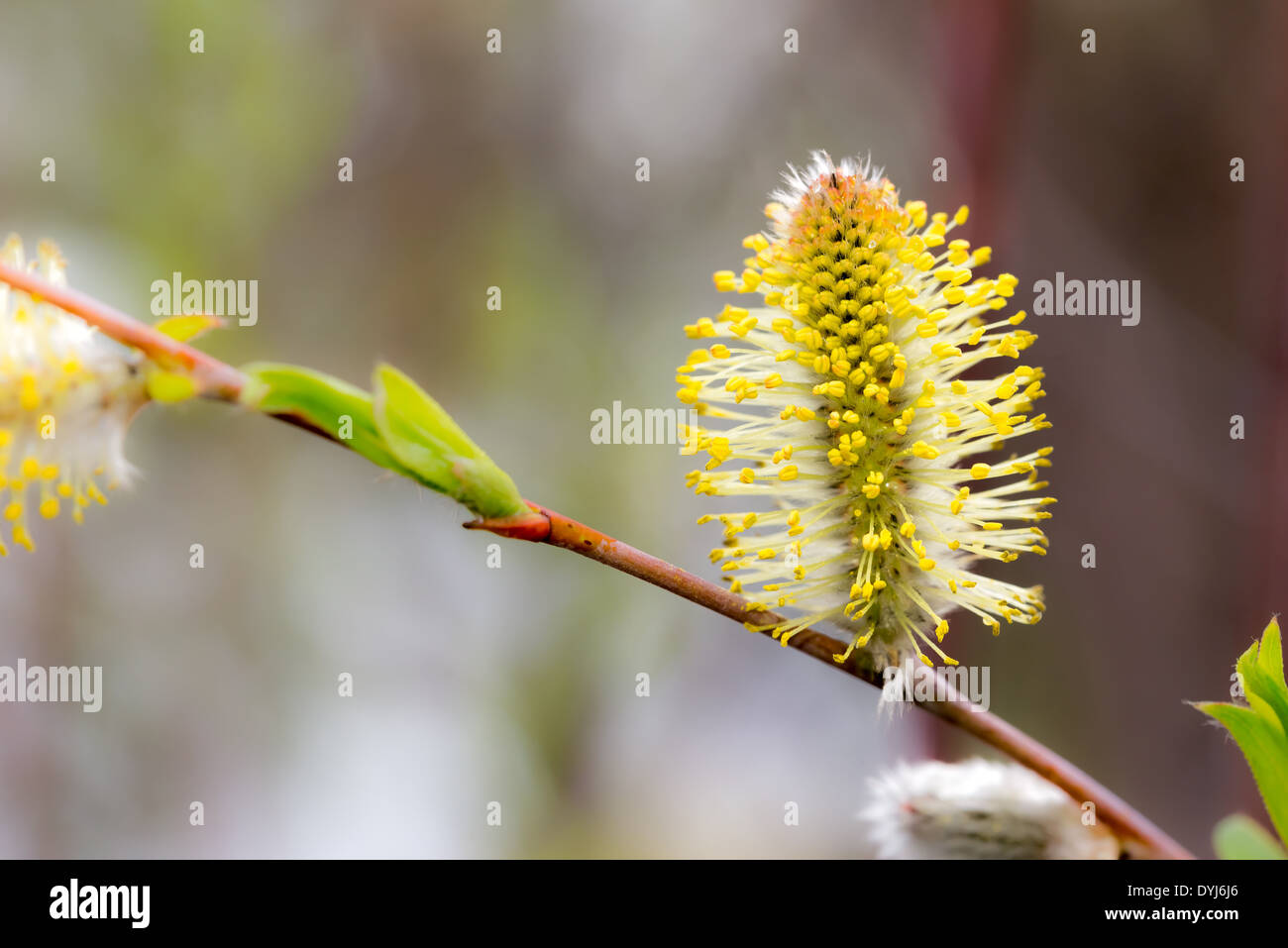 Yellow catkin hi-res stock photography and images - Alamy